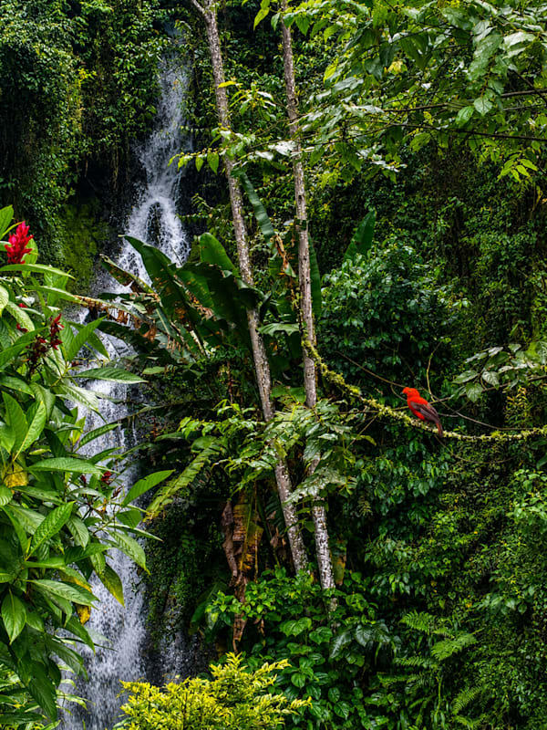 Charco Corazon - Jardín