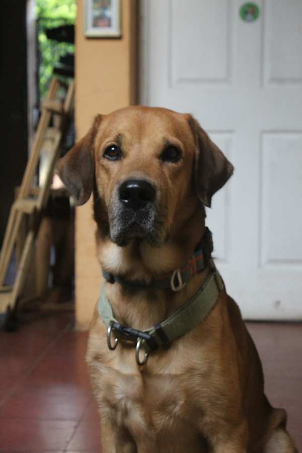 Hostel Zwiebel - Santa Ana