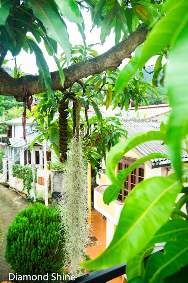 Diamond Shine - Kandy