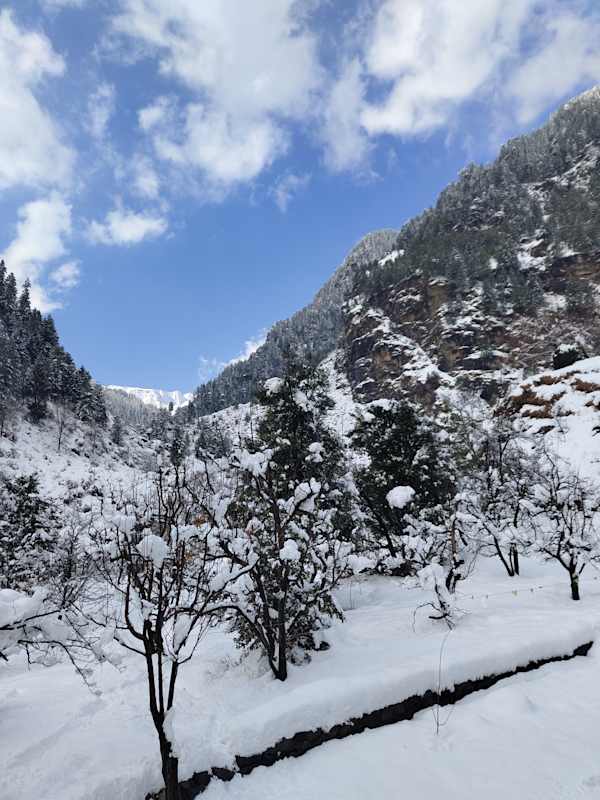 Attic Monkey Hostel - Manali