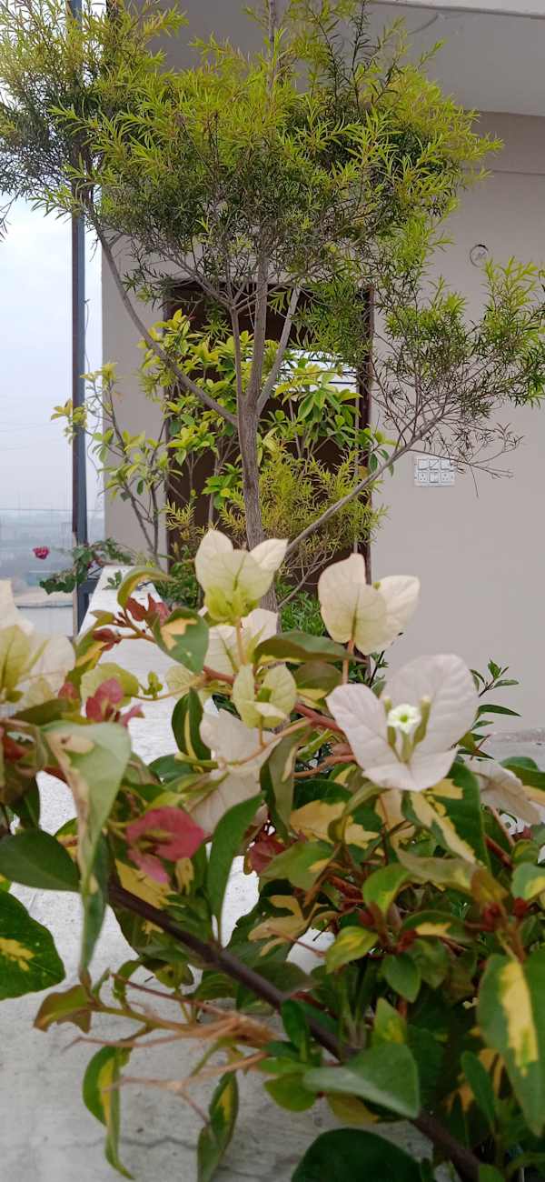Yogam Homestay Agra - Agra
