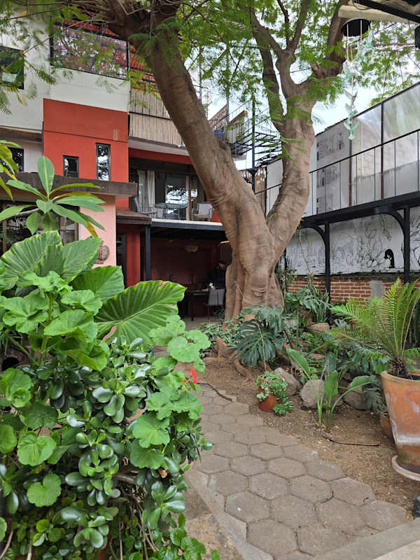 Casa Del ÁRbol Hostel Xochimilco - Oaxaca