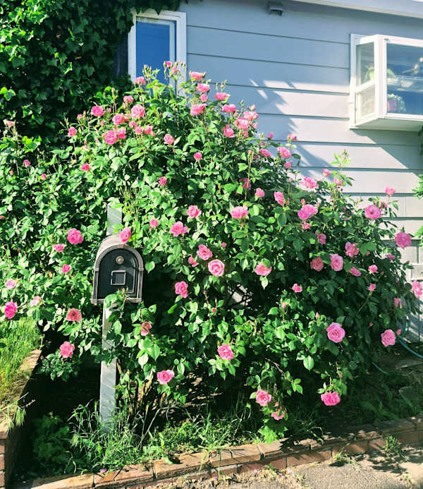 Anissa Shasta Hostel - California