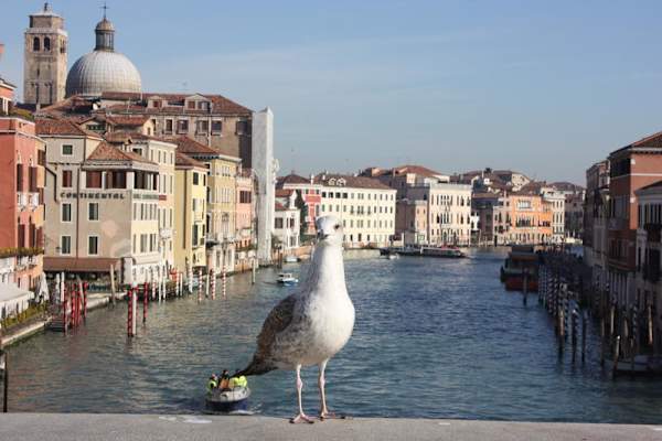 Vivavenezia - Wenecja