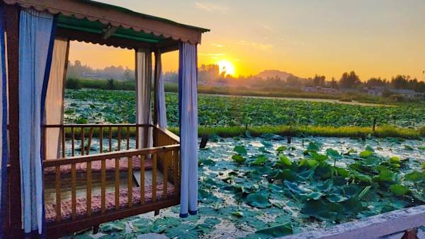 Houseboat Young Wild Rose - Srinagar