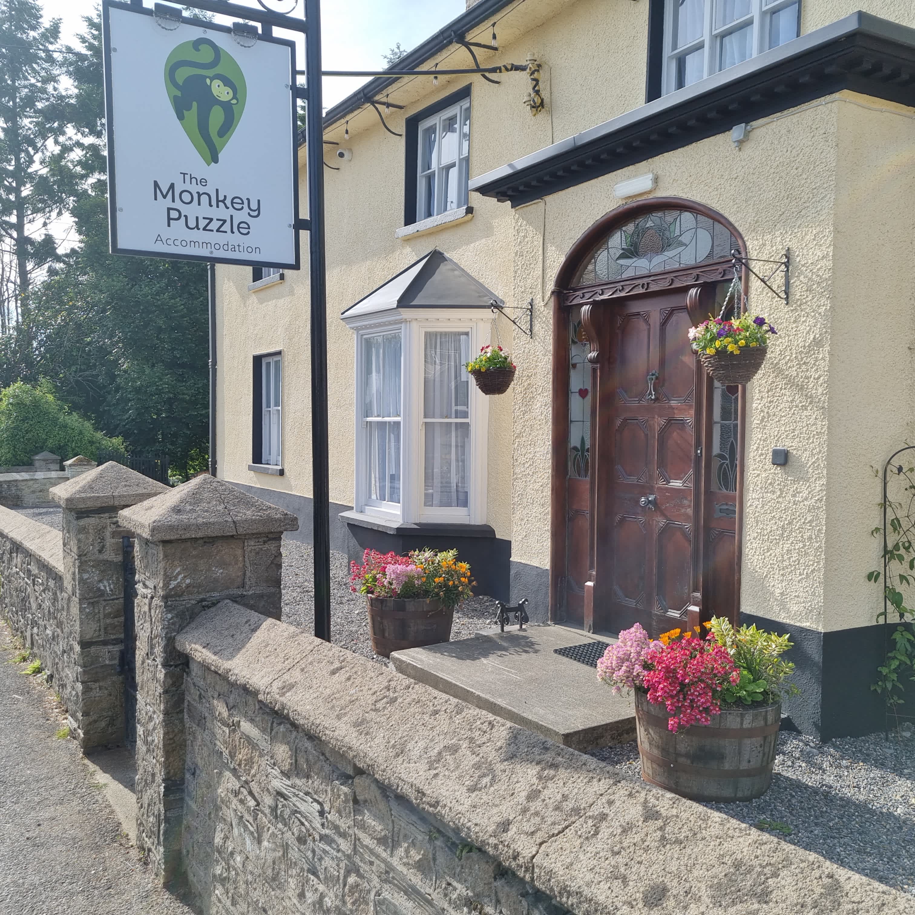 The Monkey Puzzle - Leinster