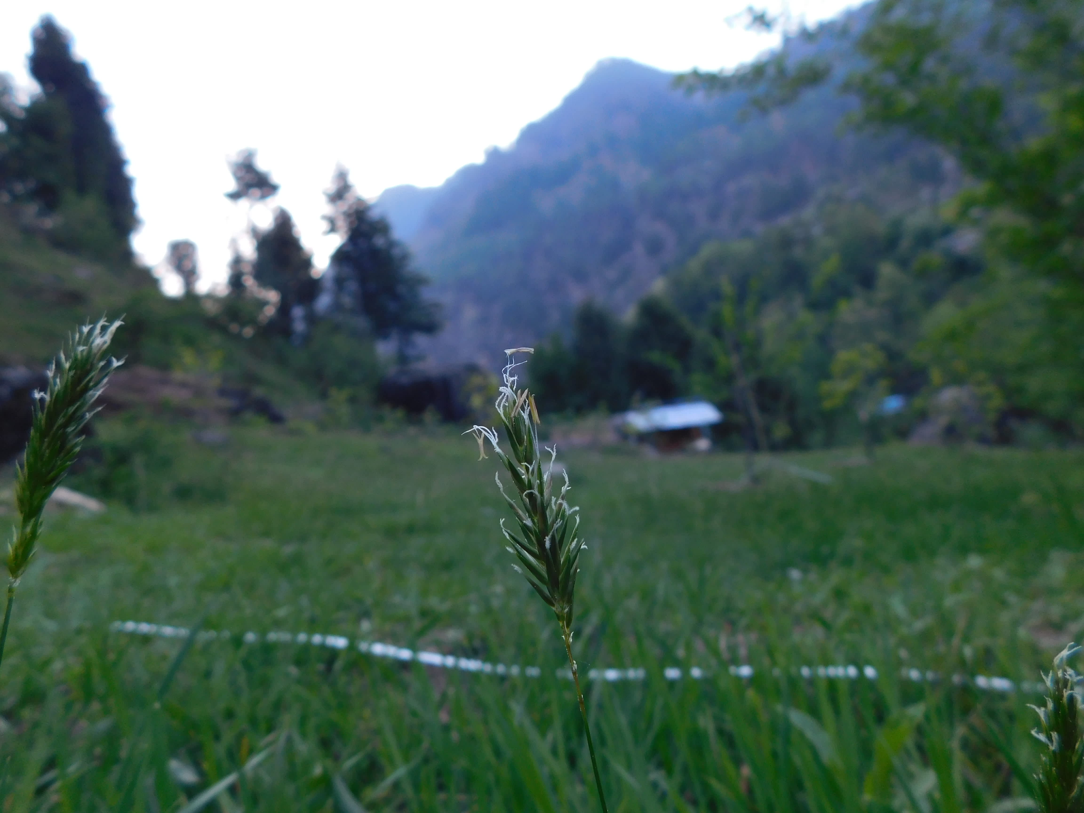 The Sigiriya - Manali