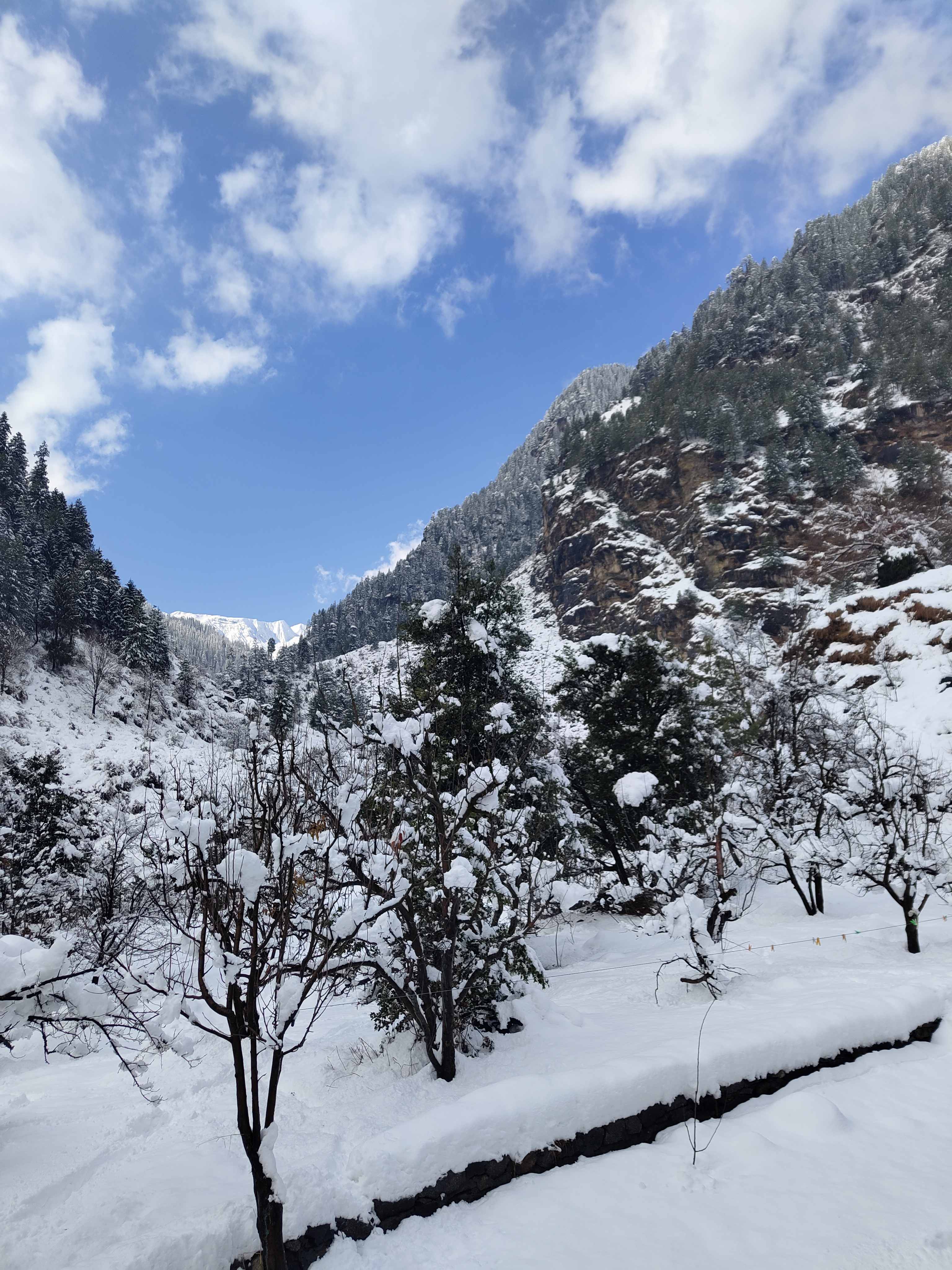 Attic Monkey Hostel - Manali