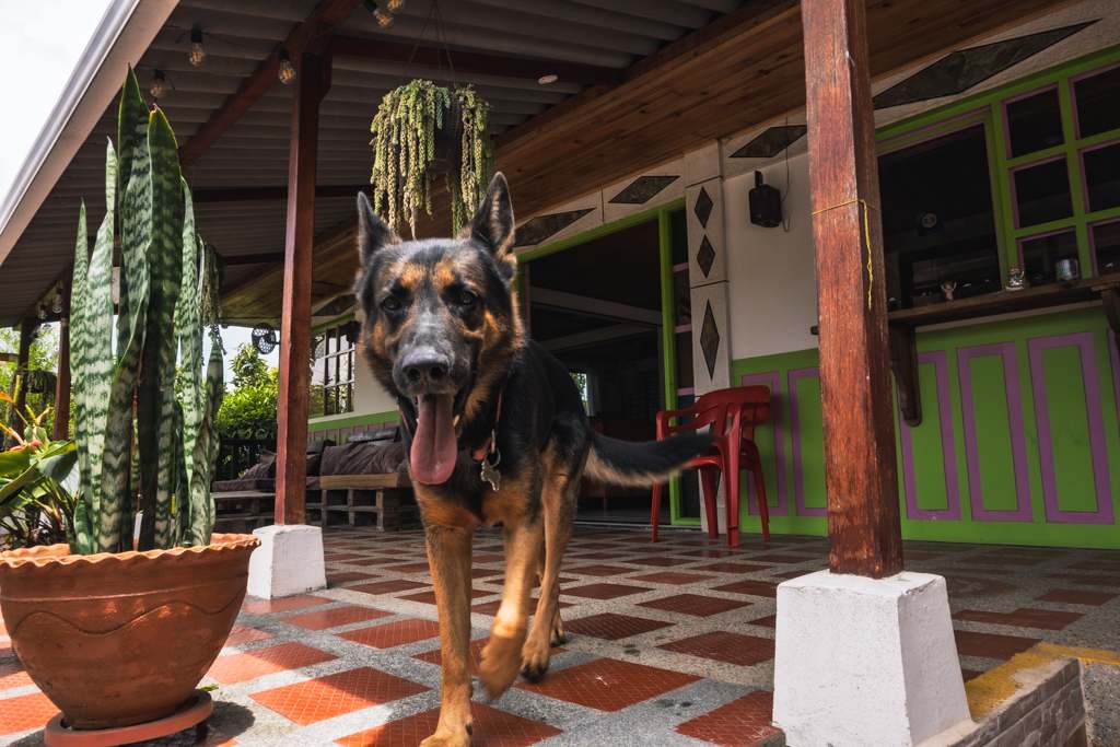 Cattleya Trianae - Salento
